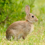 Hare vs. Rabbit – What’s the Difference? - Writing Explained