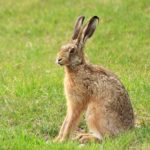 Hare vs. Rabbit – What’s the Difference? - Writing Explained