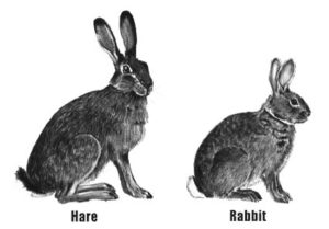 Hare vs. Rabbit – What’s the Difference? - Writing Explained
